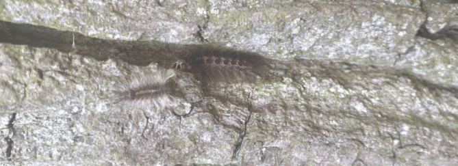 Bastaardsatijnrups | Tips | Sproet