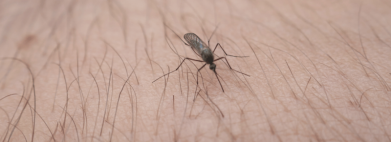 Insectenbeten en jeuk | Oorzaak en tips | Sproet