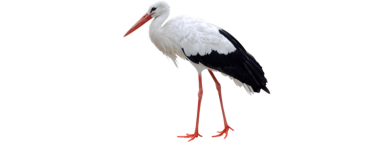 Ooievaarsbeet | Oorzaak en oplossing | Sproet