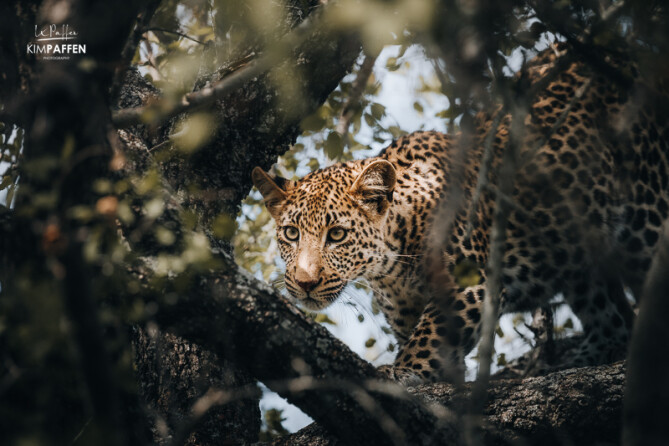 13 Reasons to visit Limpopo, South Africa | Africas Eden!