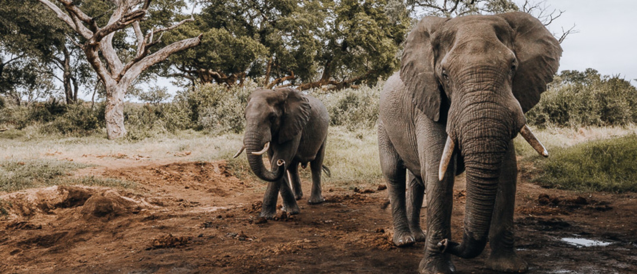 What is a Private Game Reserve and What is the Difference with a ...