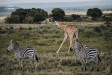 What is a Private Game Reserve and What is the Difference with a ...