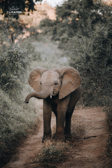 13 Reasons to visit Limpopo, South Africa | Africas Eden!