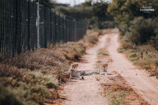 What is a boma and its purposes? | Safari in Africa