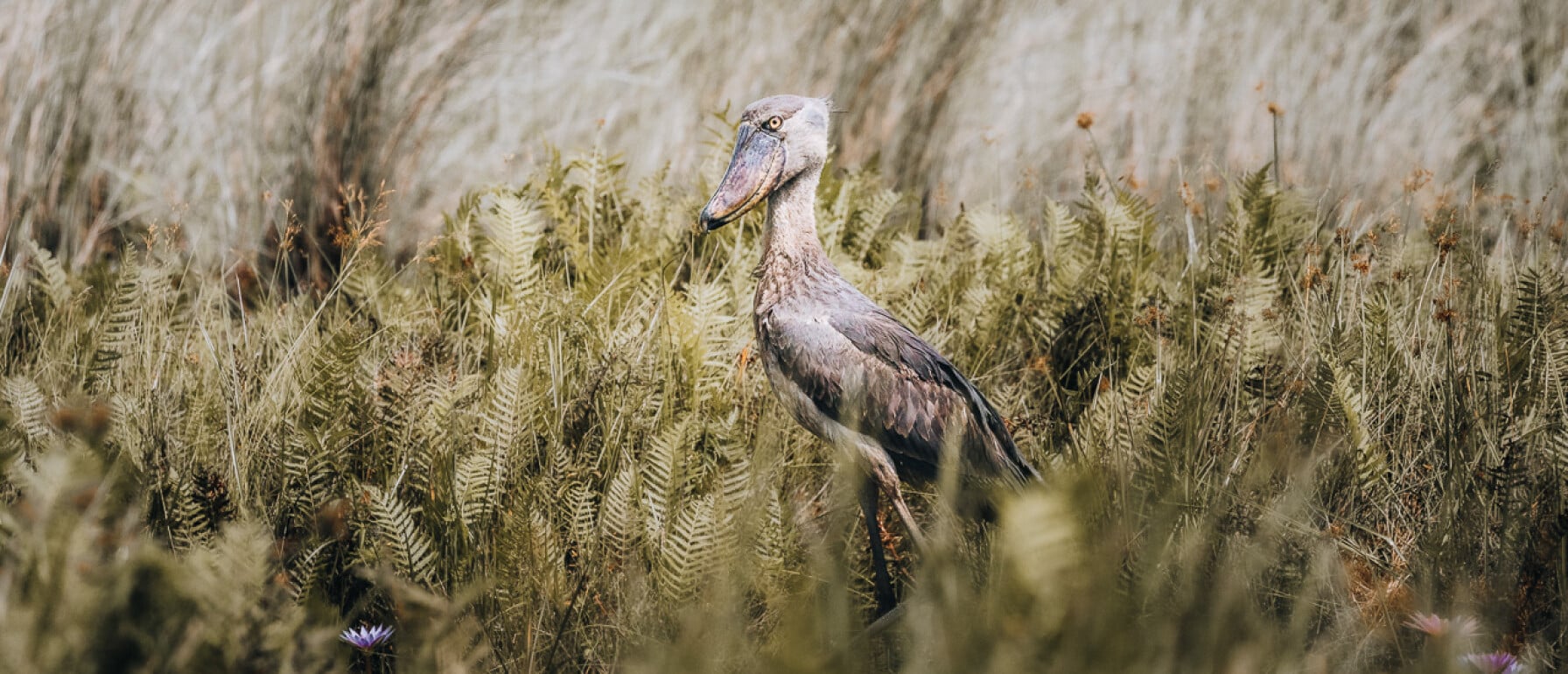 Shoebill Stork | Birds of Africa