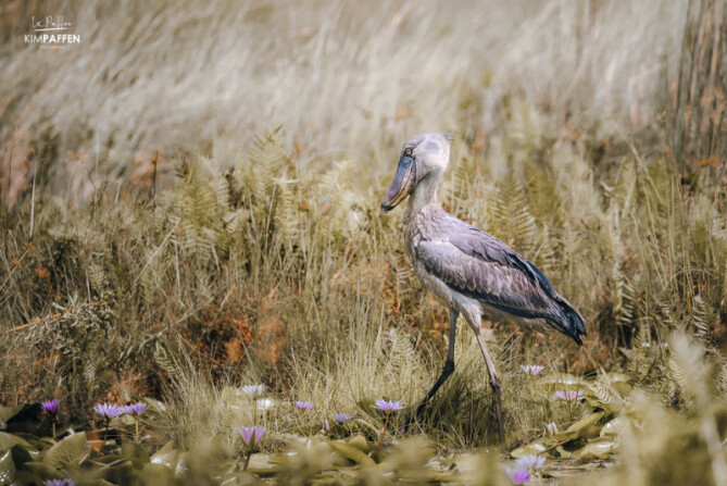 Shoebill Stork | Birds of Africa