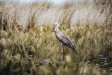 Shoebill Stork | Birds of Africa