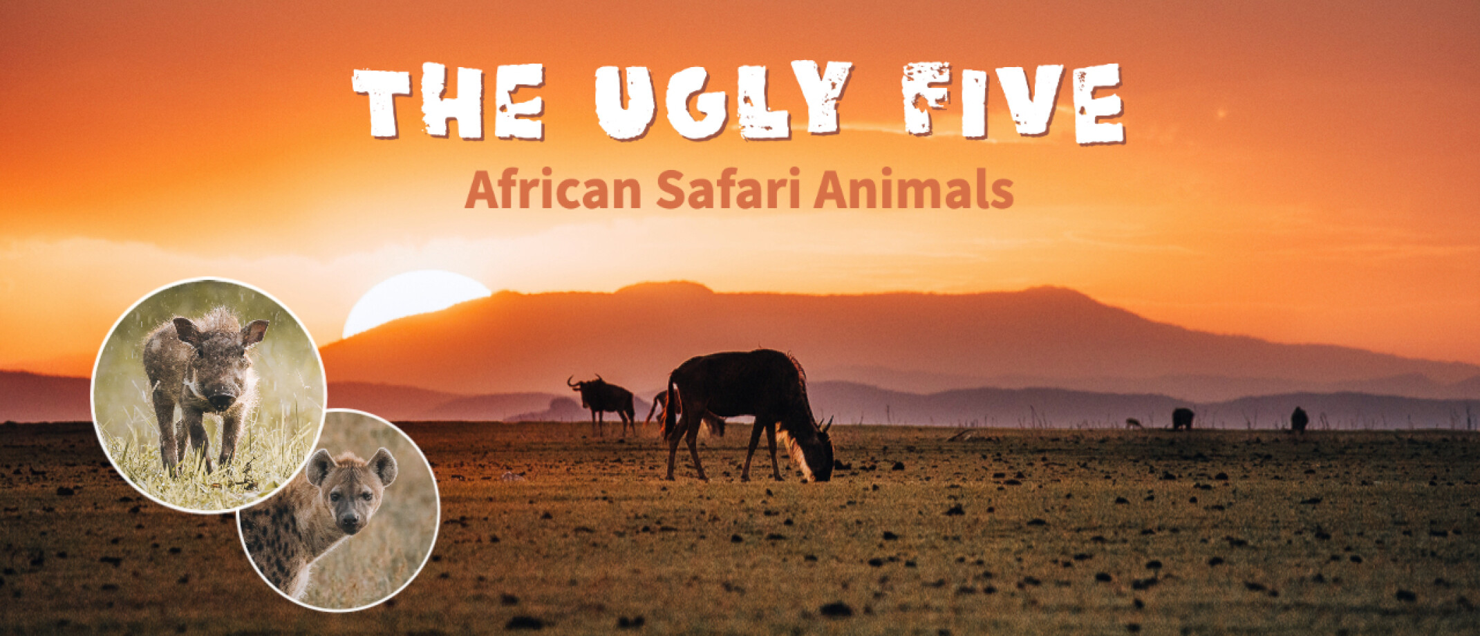 The Ugly Five Animals of Africa | Africans Safari Animals