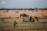 The Ugly Five Animals of Africa | Africans Safari Animals