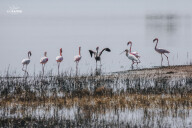 Rare Black Flamingo spotted in Chrissiesmeer, South Africa’s Lake District