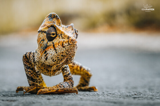 21 Safari Photography Tips for Capturing Stunning Safari Photos