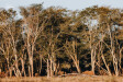 6 Best Kruger Game Reserves and Kruger Private Concessions for Safari