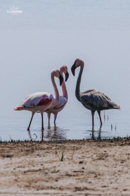 Rare Black Flamingo spotted in Chrissiesmeer, South Africa’s Lake District