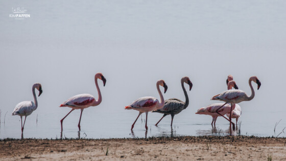 Rare Black Flamingo spotted in Chrissiesmeer, South Africa’s Lake District