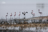 Rare Black Flamingo spotted in Chrissiesmeer, South Africa’s Lake District