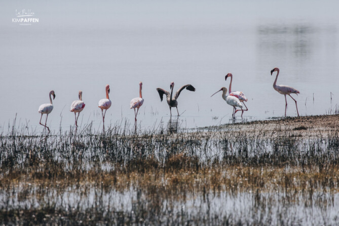 Rare Black Flamingo spotted in Chrissiesmeer, South Africa’s Lake District
