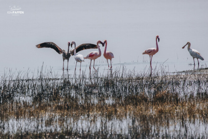 Rare Black Flamingo spotted in Chrissiesmeer, South Africa’s Lake District