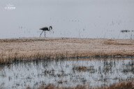 Rare Black Flamingo spotted in Chrissiesmeer, South Africa’s Lake District