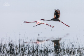 Rare Black Flamingo spotted in Chrissiesmeer, South Africa’s Lake District