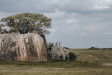 The Complete Guide for your Serengeti Safari in Tanzania (2024)