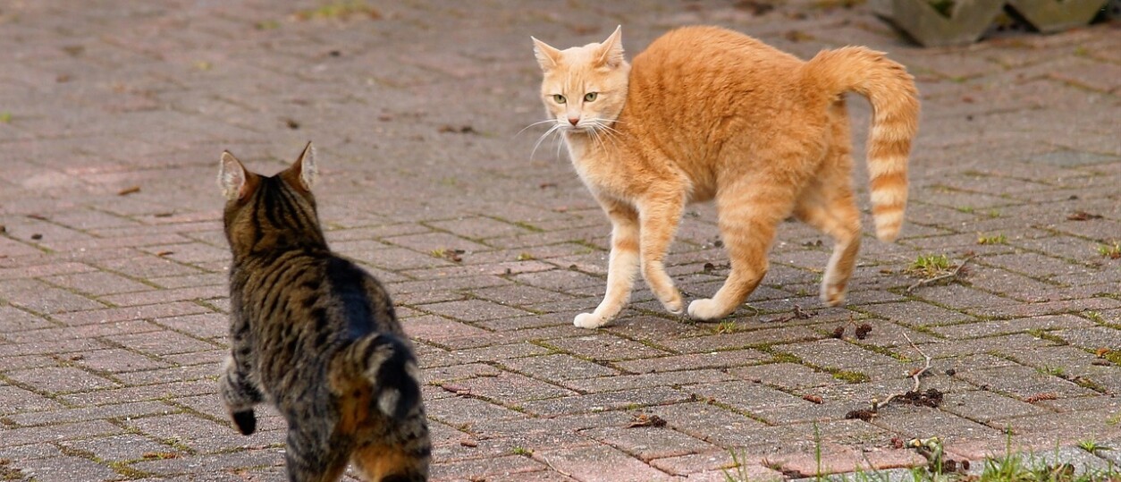 Overwin confrontatie vermijdend gedrag met de 4 stappen van geweldloze ...