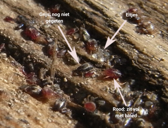 Kippenpakket - Premium Kippenvoer & Producten