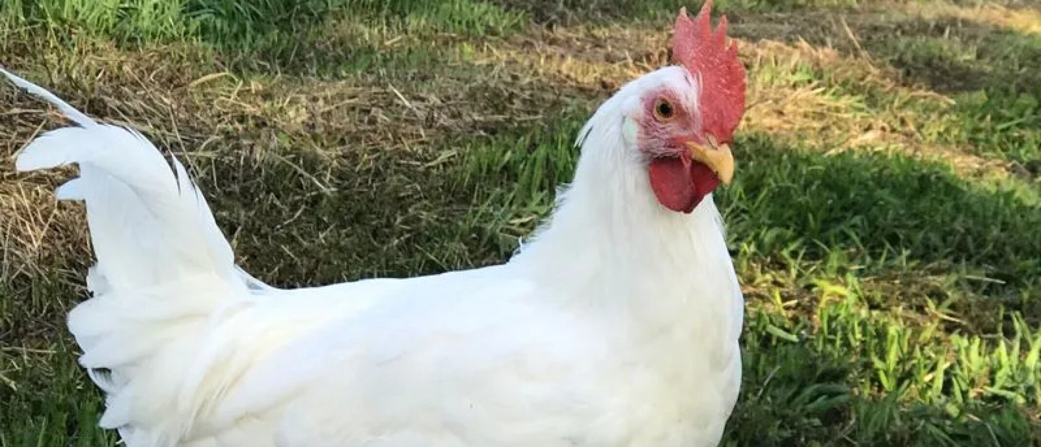 Kippenpakket - Premium Kippenvoer & Producten