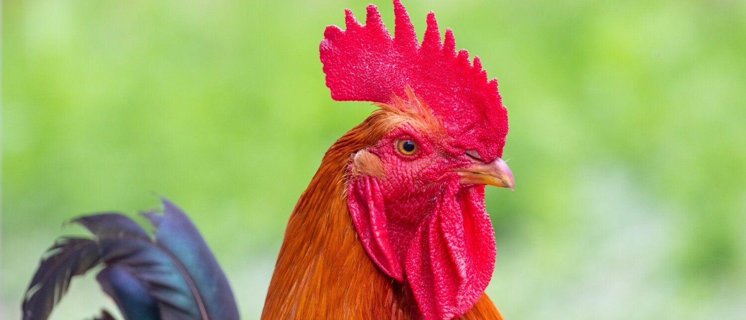 Moet ik een haan houden bij mijn kippen? - Kippenpakket.nl