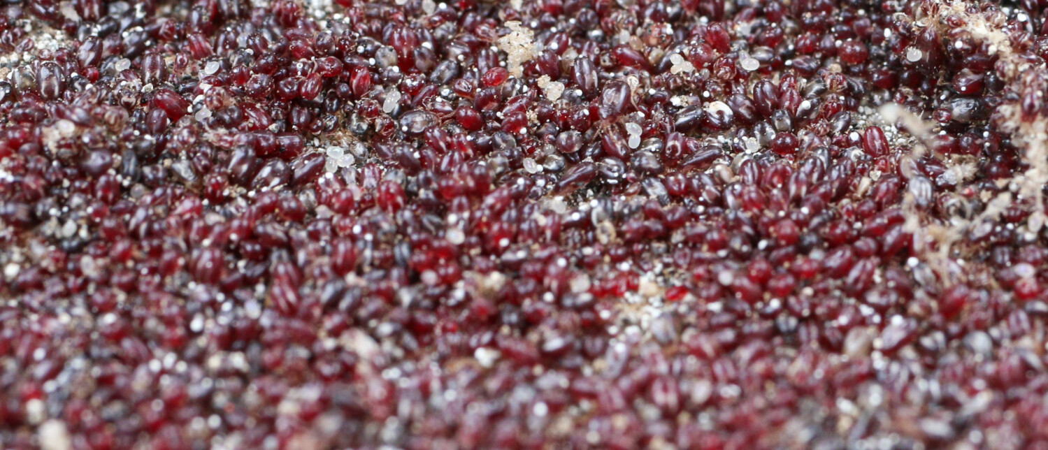 Wat zijn die beestjes in het kippenhok?