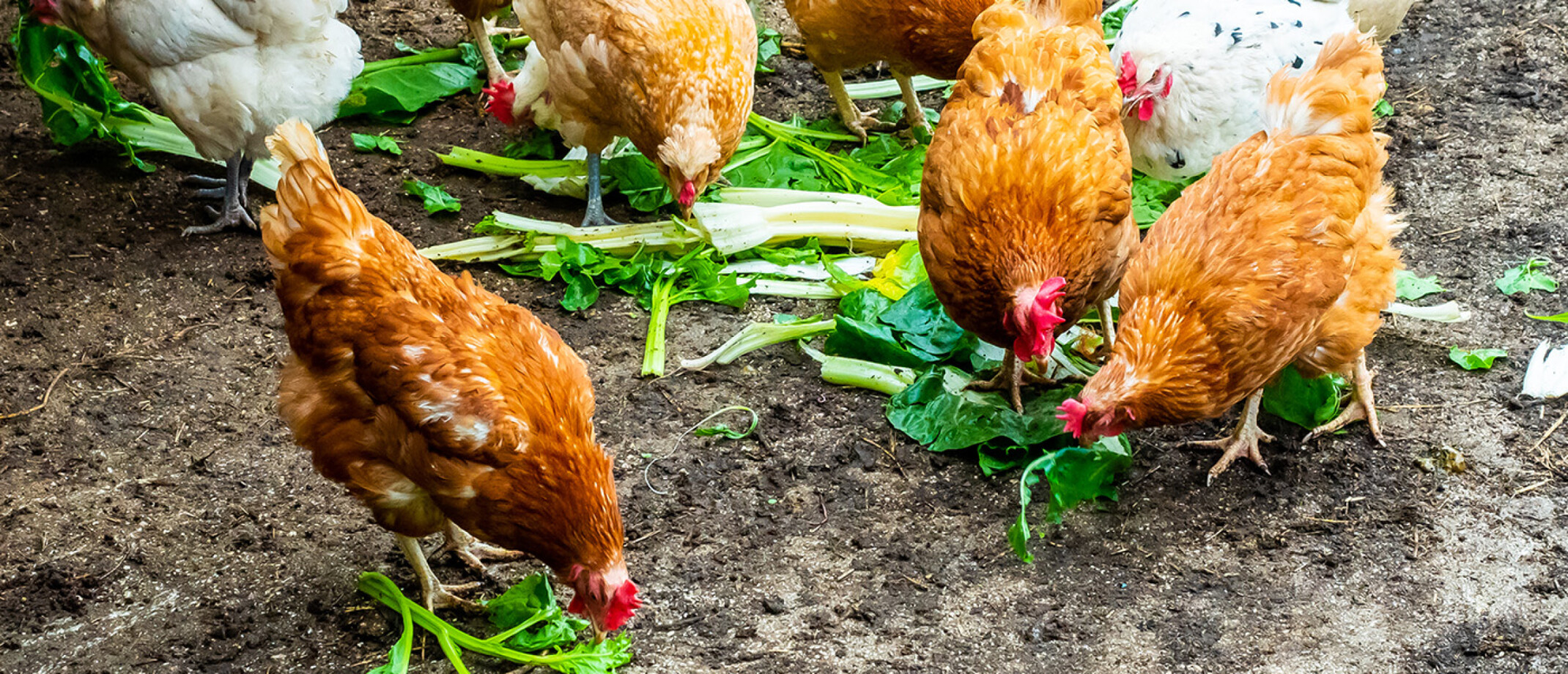 Wat mogen kippen wel eten en wat niet?