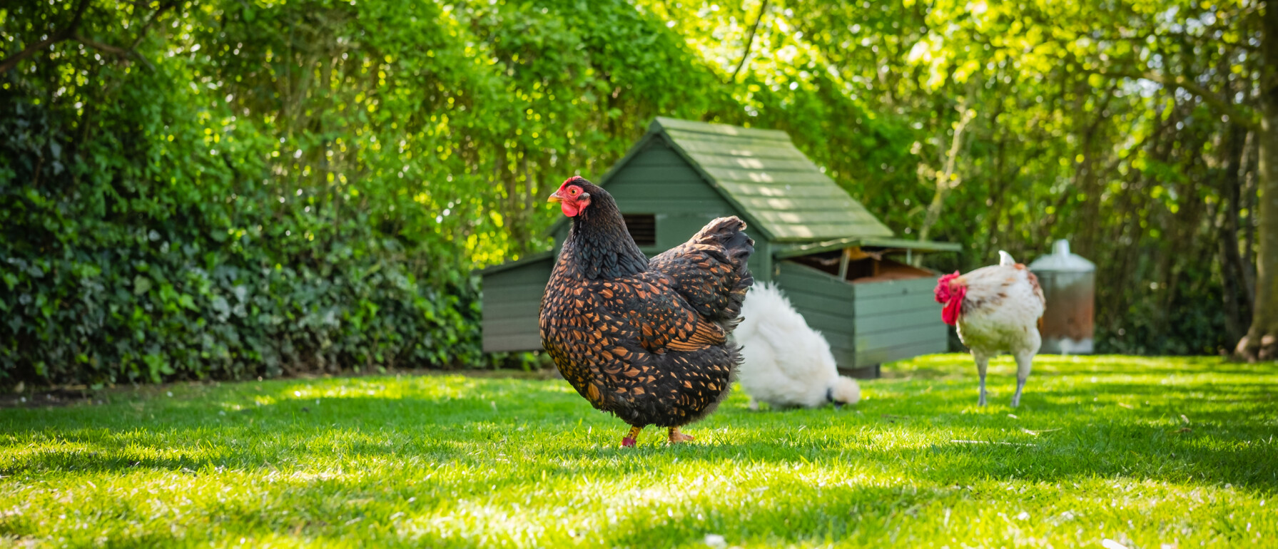 Wat mogen kippen wel eten en wat niet?