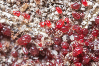 Wat zijn die beestjes in het kippenhok?