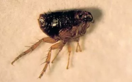 Wat zijn die beestjes in het kippenhok?