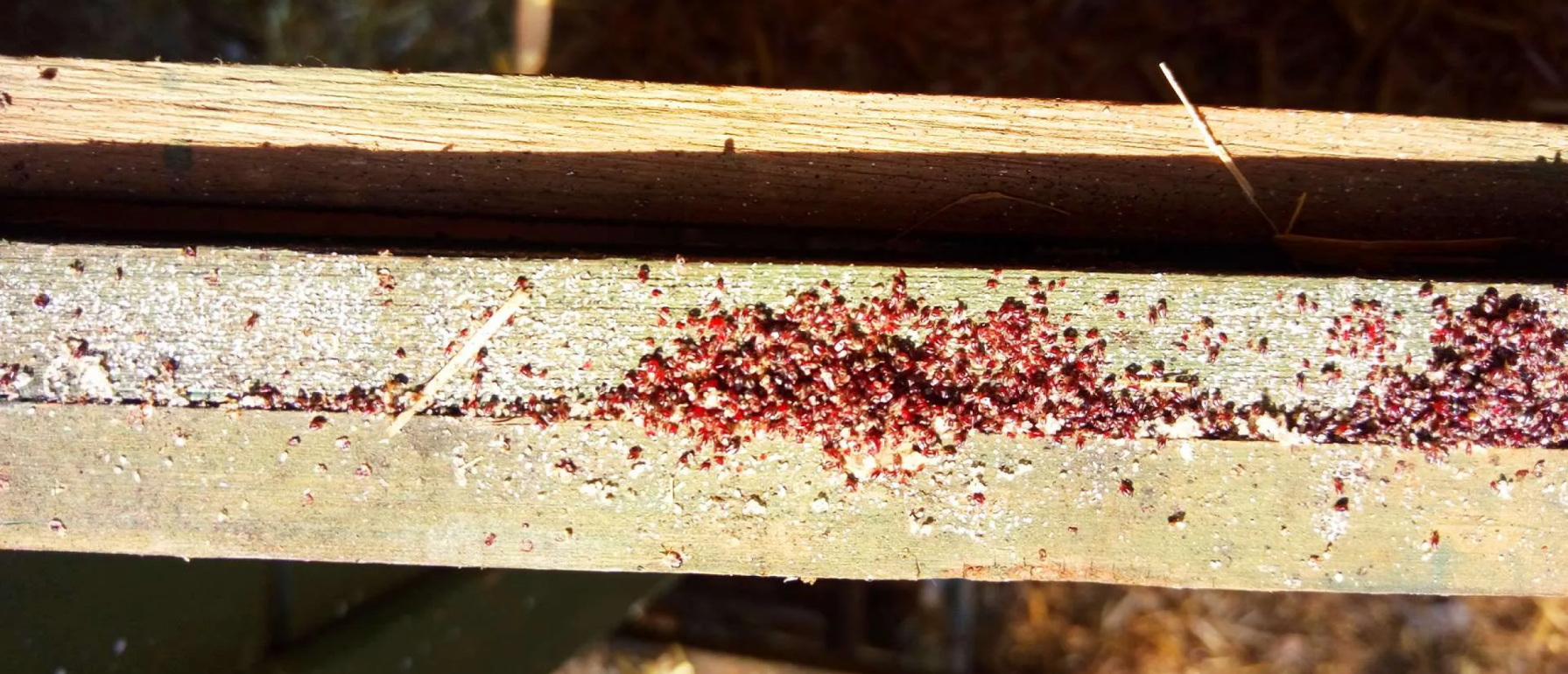 Kippenpakket - Premium Kippenvoer & Producten