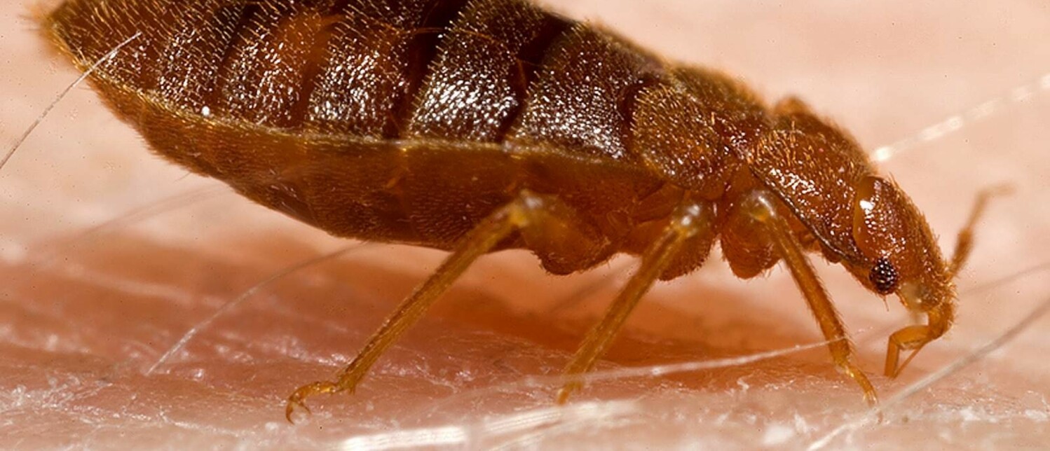 Bedwantsen beet herkennen en behandelen 🛌🏻 Tips en fotos: