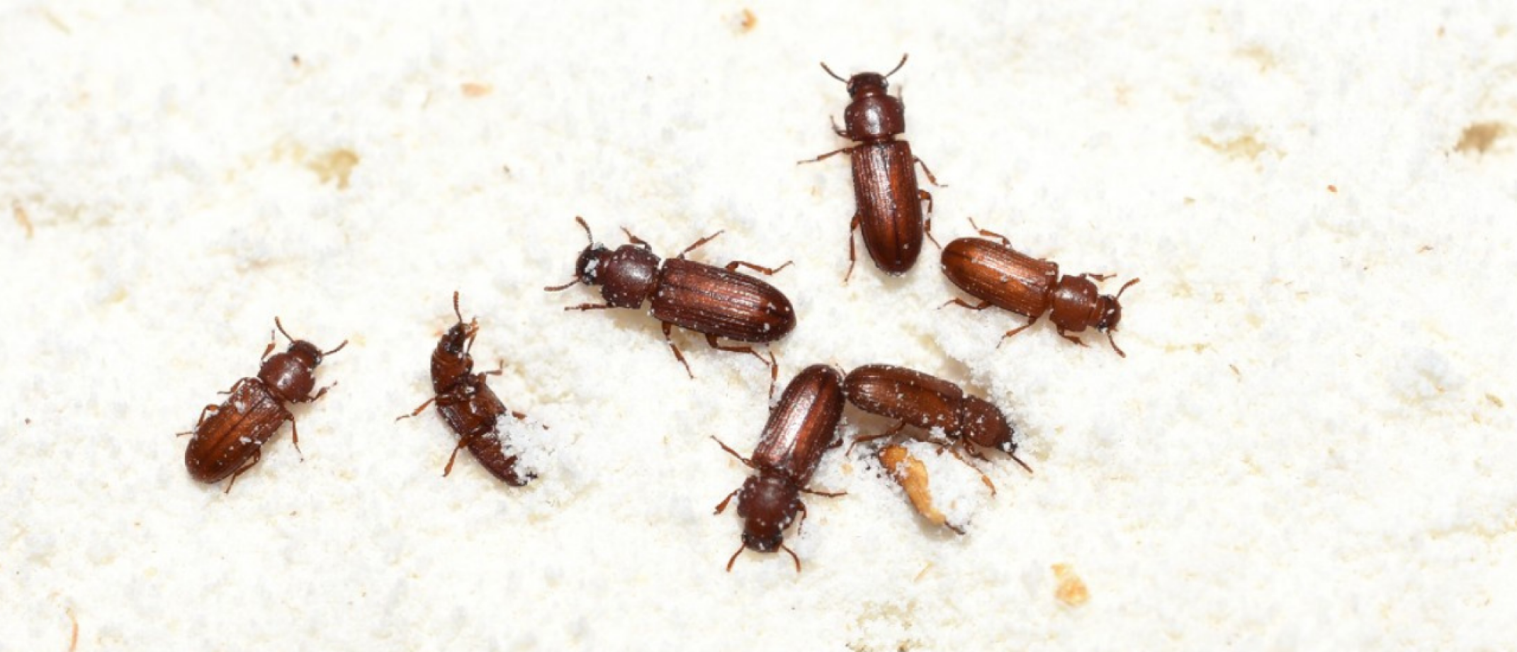 Hoe je keuken kevers kunt voorkomen!