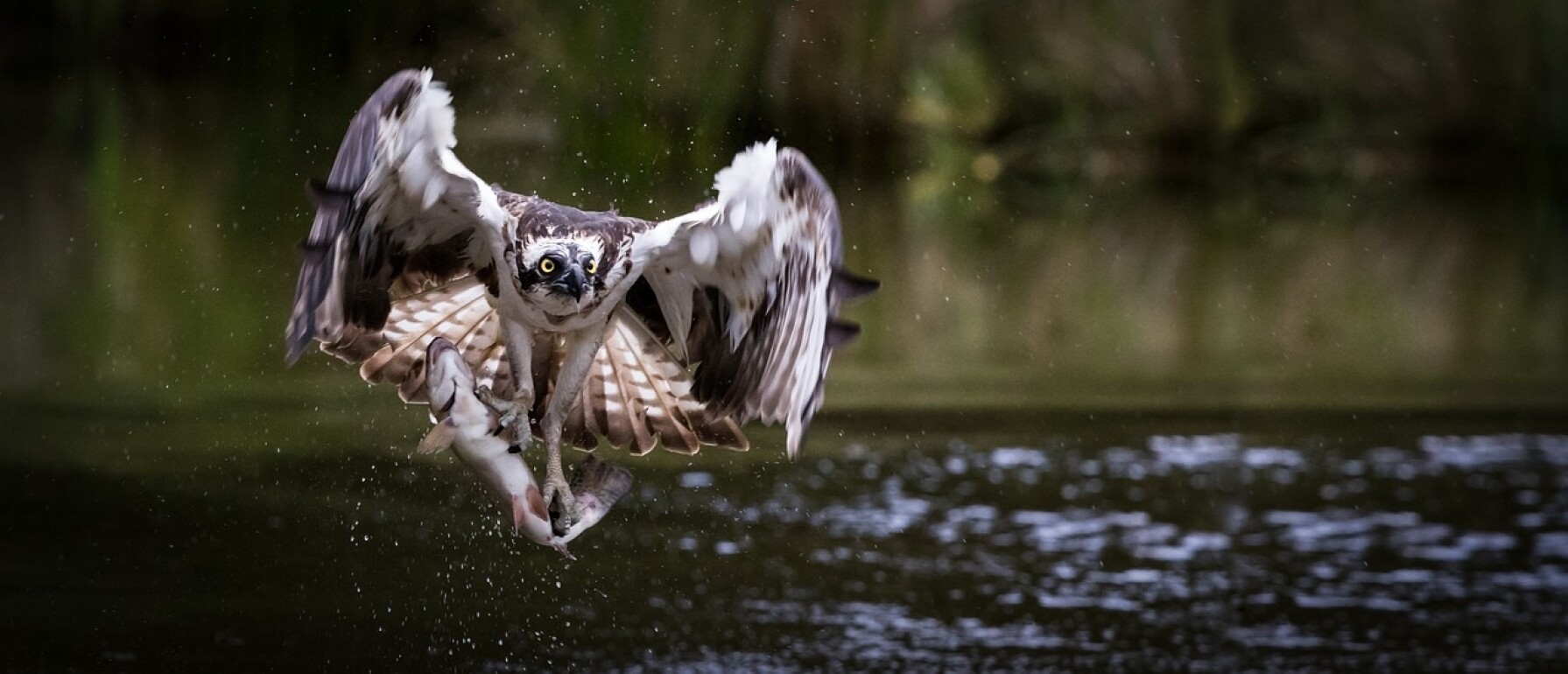 Visarend – Alles over deze spectaculaire roofvogel in Nederland