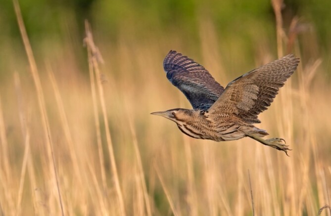 Roerdomp (Botaurus stellaris) – Kenmerken, Leefgebied, Aantallen ...