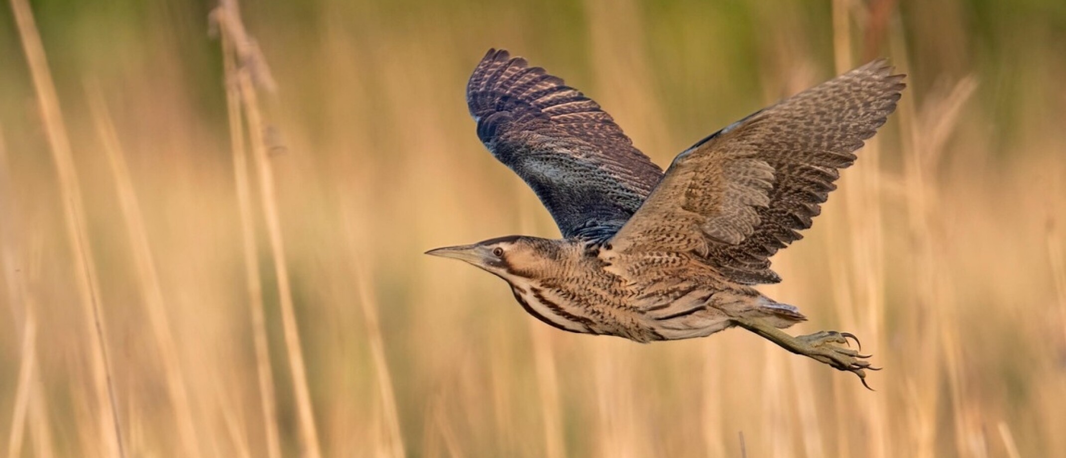 Roerdomp (Botaurus stellaris) – Kenmerken, Leefgebied, Aantallen ...