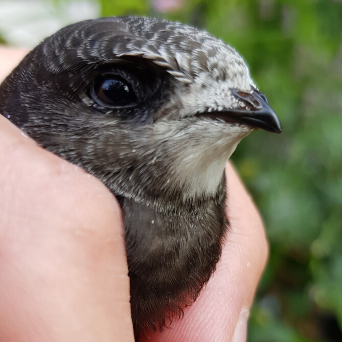 Gierzwaluw (Apus apus) – het zomerse verhaal van de Honderd-Dagen Vogel