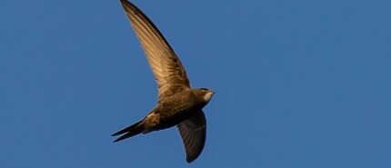 Gierzwaluw (Apus apus) – het zomerse verhaal van de Honderd-Dagen Vogel