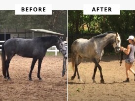 Straightness Training | Valuable Tips About Horses & Horse Riding