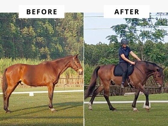 Straightness Training | Valuable Tips About Horses & Horse Riding