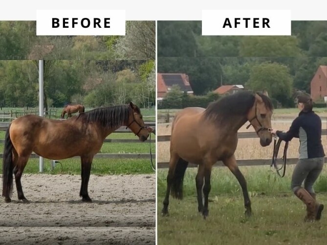 Straightness Training | Valuable Tips About Horses & Horse Riding