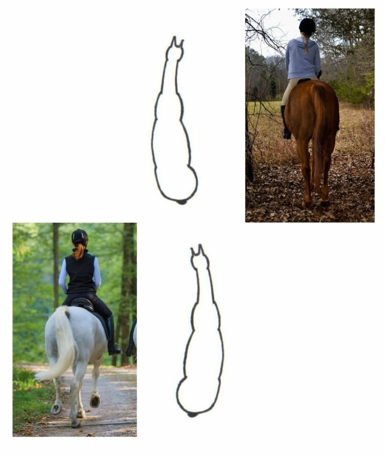 Straightness Training | Valuable Tips About Horses & Horse Riding