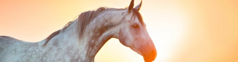 Straightness Training | Valuable Tips About Horses & Horse Riding