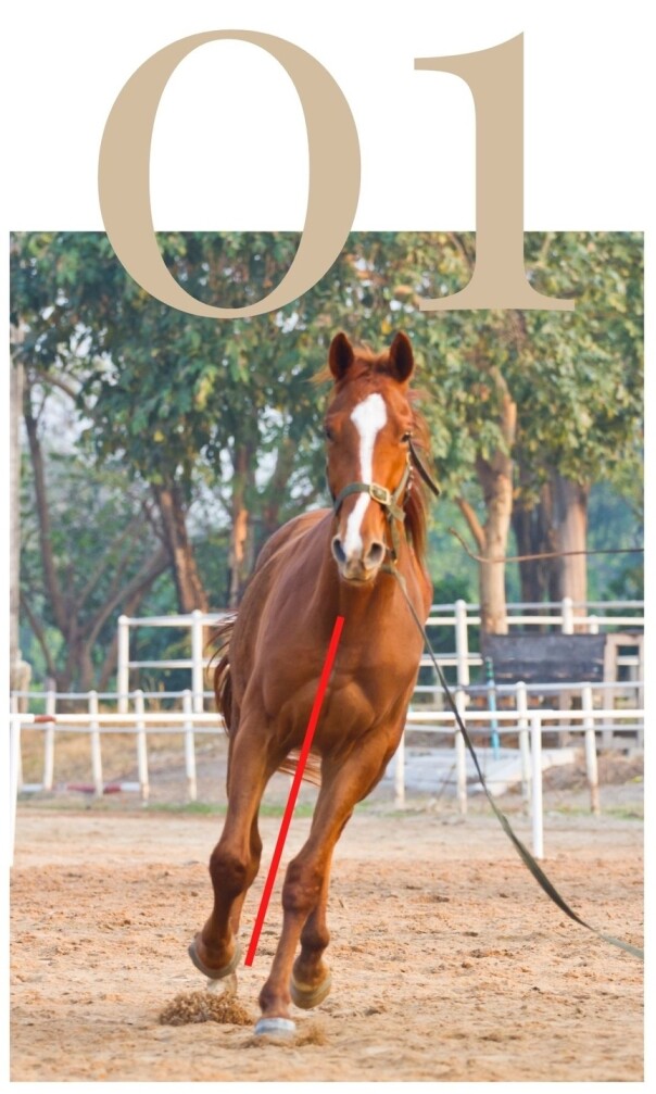 Straightness Training | Valuable Tips About Horses & Horse Riding