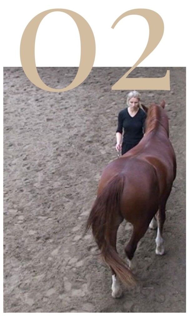 Straightness Training | Valuable Tips About Horses & Horse Riding