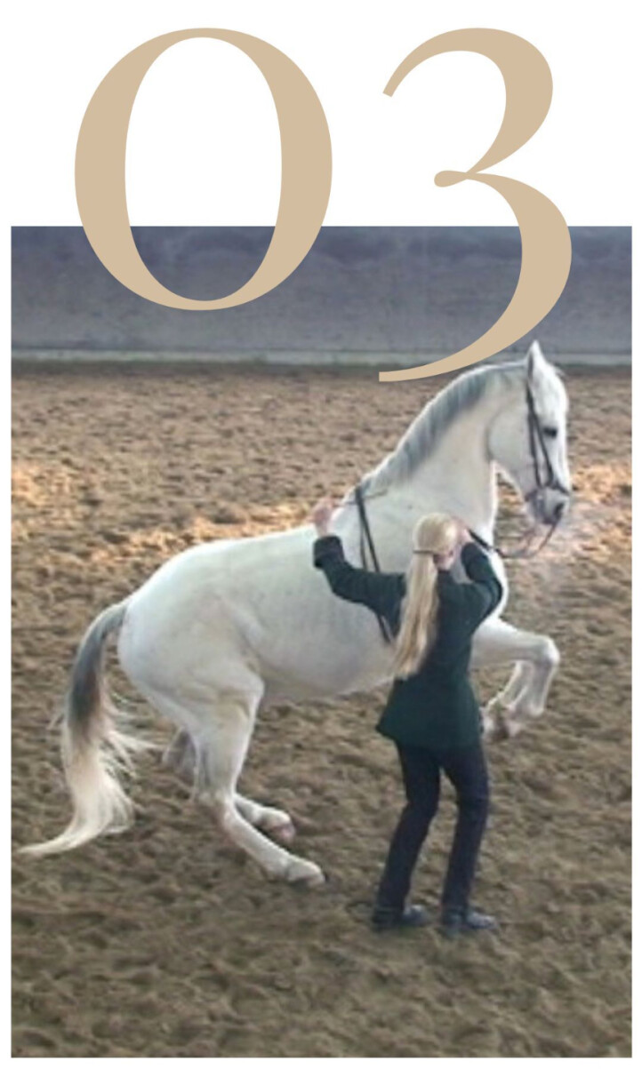 Straightness Training | Valuable Tips About Horses & Horse Riding