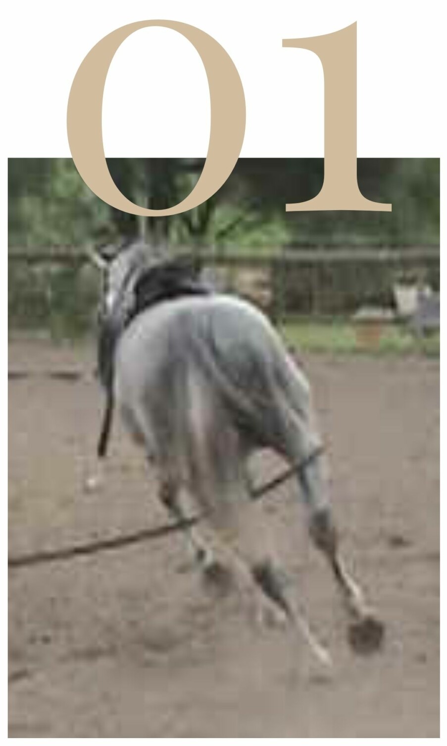 Straightness Training | Valuable Tips About Horses & Horse Riding